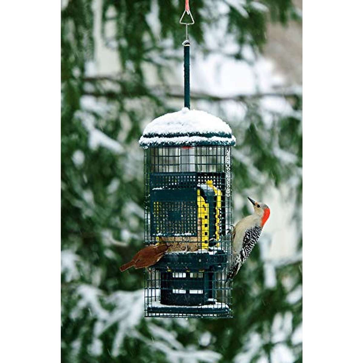 Squirrel Buster Suet Squirrel-proof Suet Bird Feeder w/2 Suet Cake Trays, 2 Crumb Ports, Mess-free Suet Loading,Green