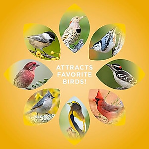 Audubon Park 10427 11286 Black Oil Sunflower Seed Wild Bird Food, 20 lb