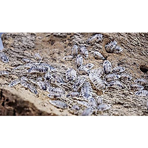 Bugzy Bugs Porcellio Laevis Dairy Cow 15 Count Live Isopods Roly Poly Cleanup Crew Reptile Food Terrarium Vivarium
