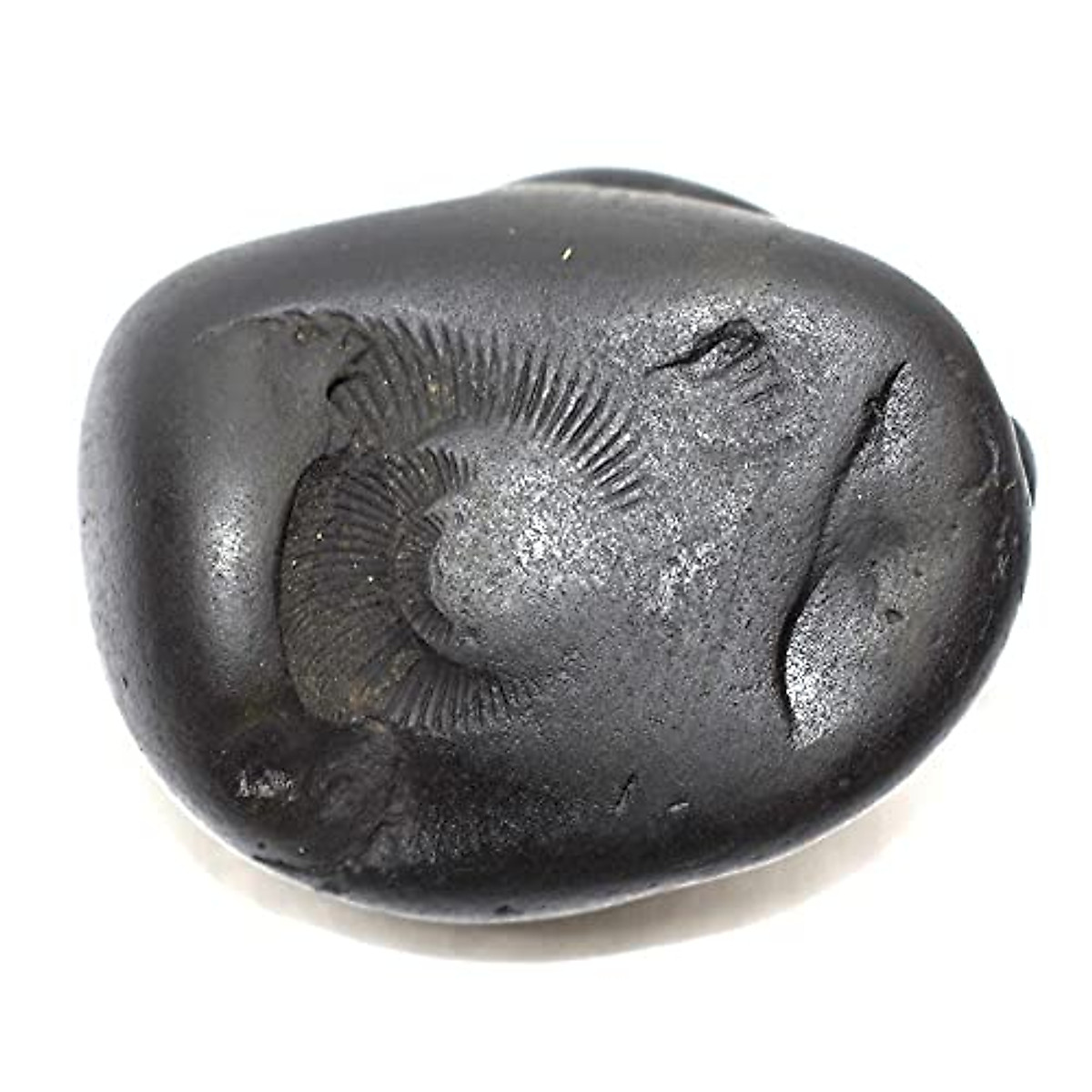 Rudrakshguru TriVikrama Shaligram - Gandaki River Nepal