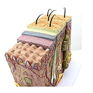 Tdou 50 Times Human Big Anatomical Skin Magnified Tissue Structure Model with Hair 35X/50X/70X Enlarged for Biology Minimally Invasive Cosmetic Surgery Teaching Models