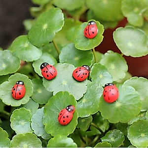 200 Pcs Mini Wooden Ladybugs Stickers with 3 Sizes for Fairy Garden Home Decor