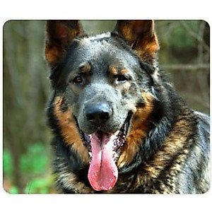 Dr. Baker's Canine System Saver