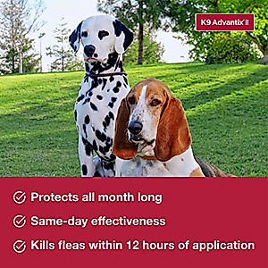 Bayer Animal Health Advantage II Large Dog 4-Pack