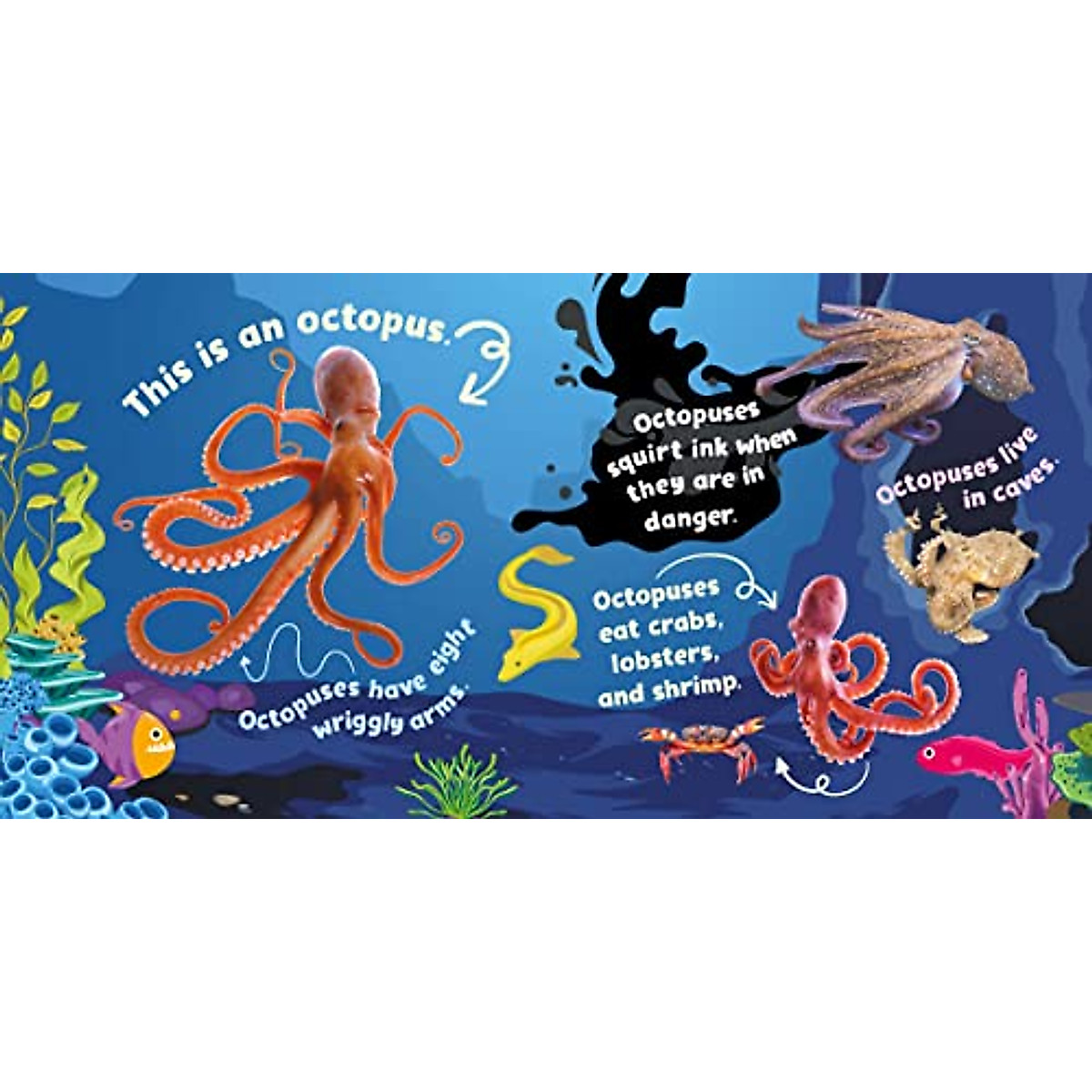 First Animal Facts: Ocean-5 Button Animal Sounds Book
