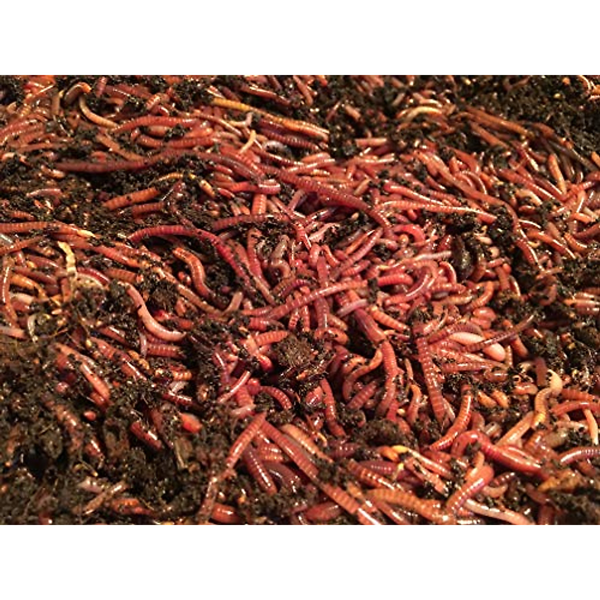 Worms Georgia Red Wiggler (1/2 Pound)