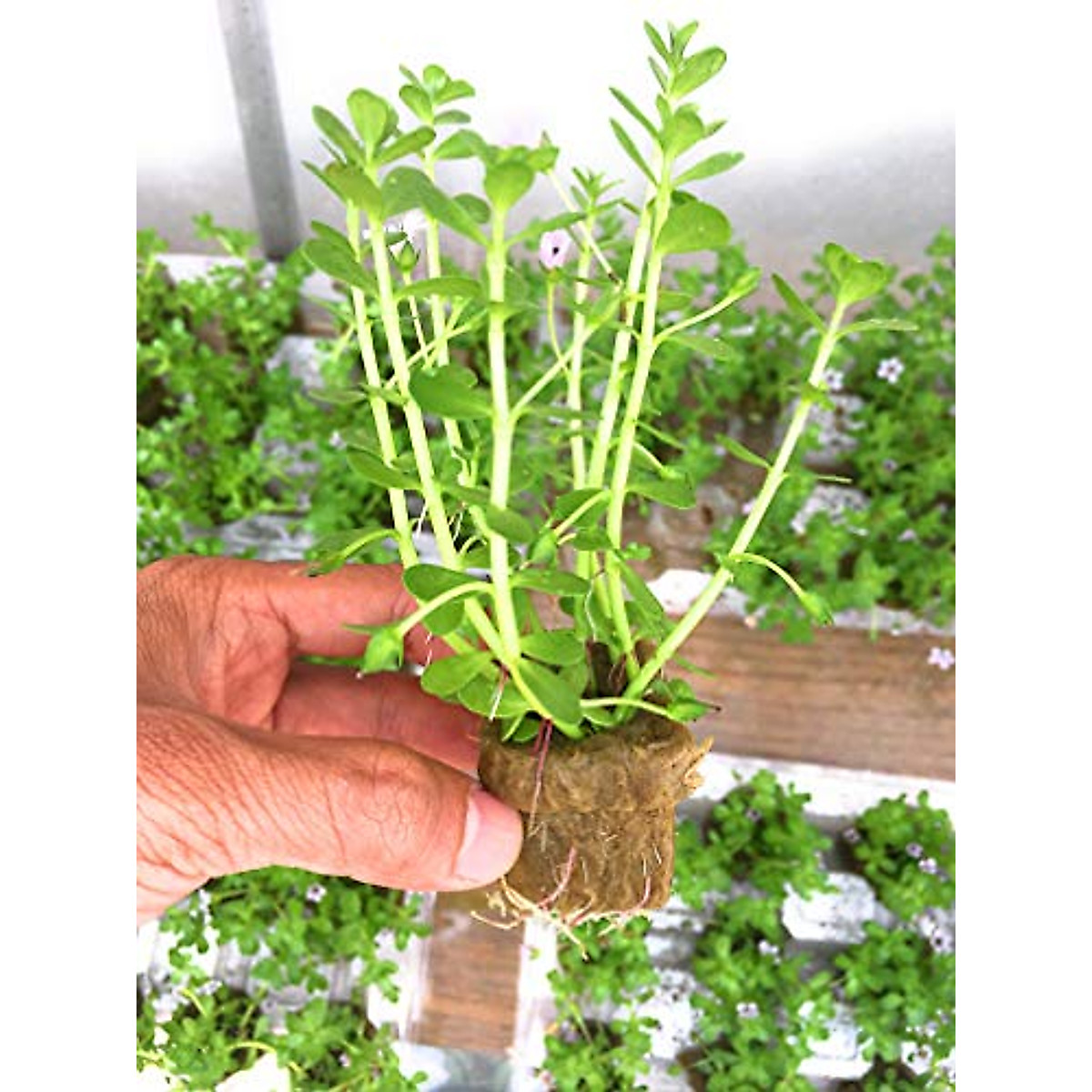 Bacopa Monnieri Moneywort Freshwater Live Aquarium Plants 8 Stems with Roots