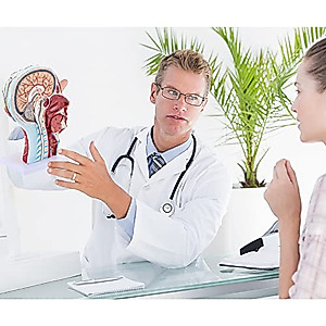 SKUMOD Study Model, 1:1 Human Head Superficial Neurovascular Model - Face Anatomy Medical Brain Neck Median Section Study Model, Teaching Tool