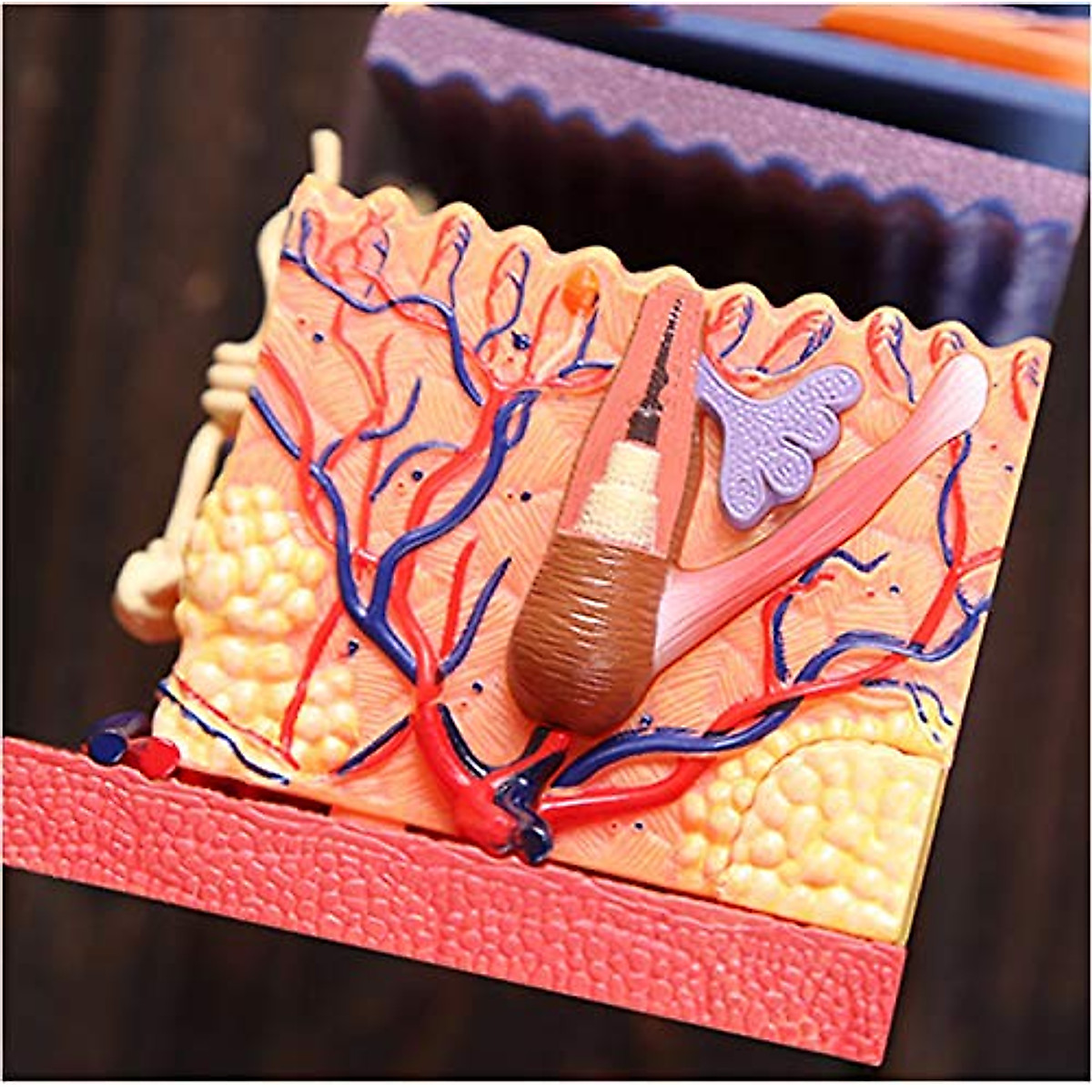 DEAVER Skin Structure Model,19 Detachable Parts Human Skin and Hair Organ Anatomy Model Medical Teaching Model,for Medical Educational Training Aid,Study Display