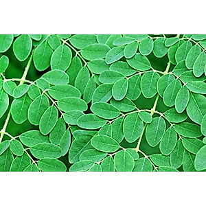 30 Seeds of The Tree of Life - The Moringa Tree - Easy to Grow, Fast Growing Tree