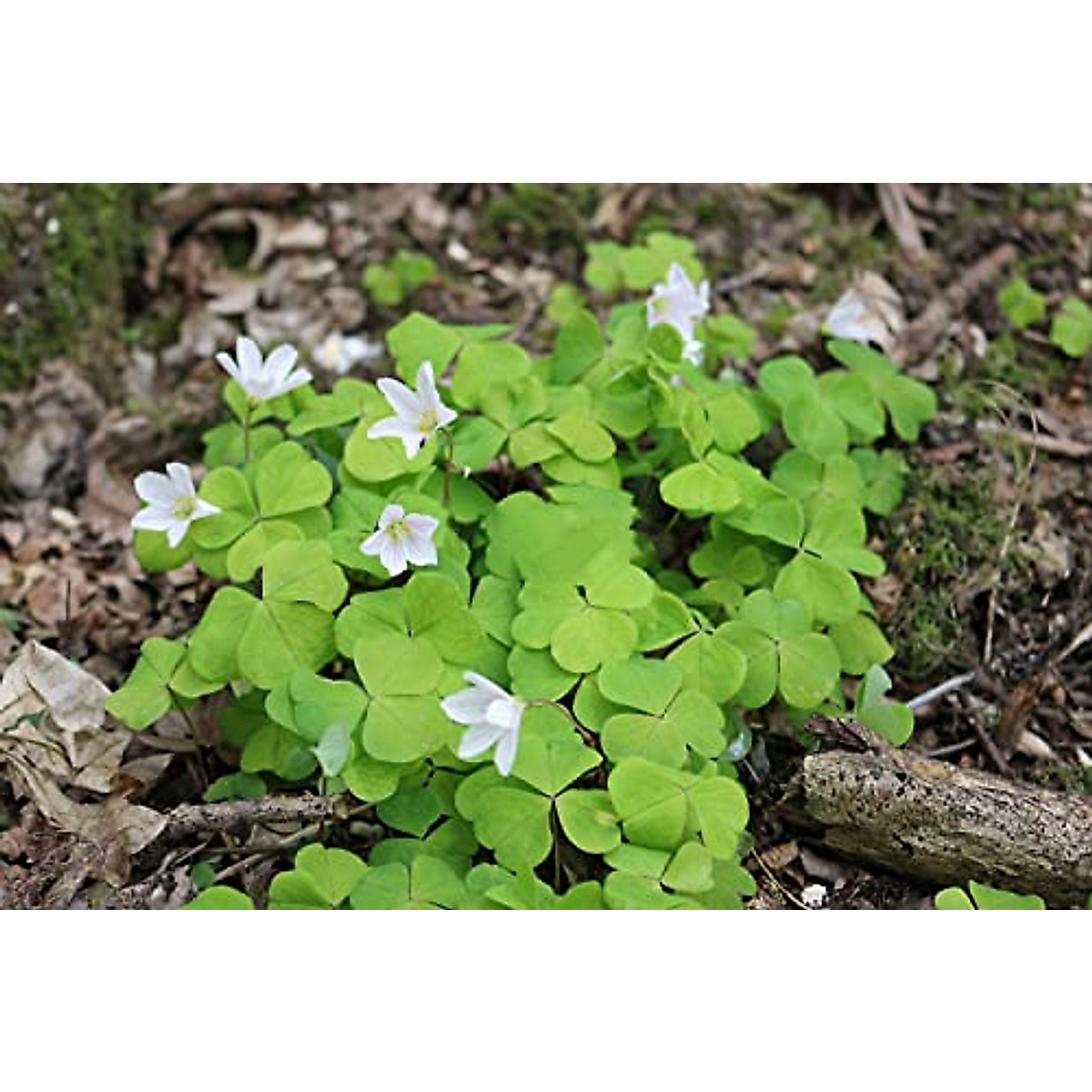 10000+ White Irish Moss Seeds for Planting, Non-GMO Moss Ground Cover Plant Creeping White Flower Green Carpet Clover Seed for Planting Garden Yard Lawn