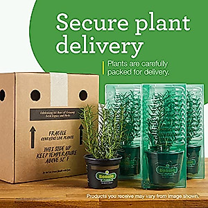 Bonnie Plants Green Bell Pepper Live Vegetable Plants - 4 Pack, Non-GMO, 2 - 3 Ft Plants, 4.5 x 4 Inch Pepper Size