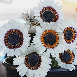 CHUXAY GARDEN 50 Seeds White Zulu Prince African Daisy Seed,Venidium Fastuosum,Cape Daisy,Monarch of The Veld Beauty White Flowers Heat Tolerant Easy Care