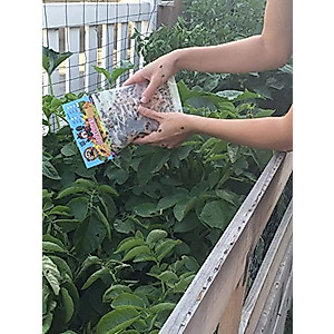 1500 Live Ladybugs - Good Bugs - Ladybugs - Guaranteed Live Delivery!