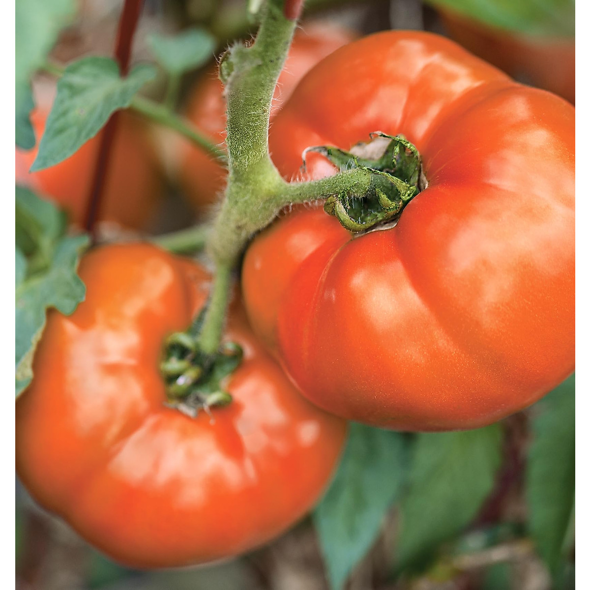 Burpee 'BushSteak' Hybrid, Red Beefsteak Slicing Tomato, 40 Non-GMO Seeds