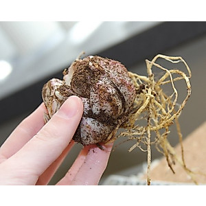 Asiatic Lilies Mix (10 Pack of Bulbs) - Freshly Dug Perennial Lily Flower Bulbs