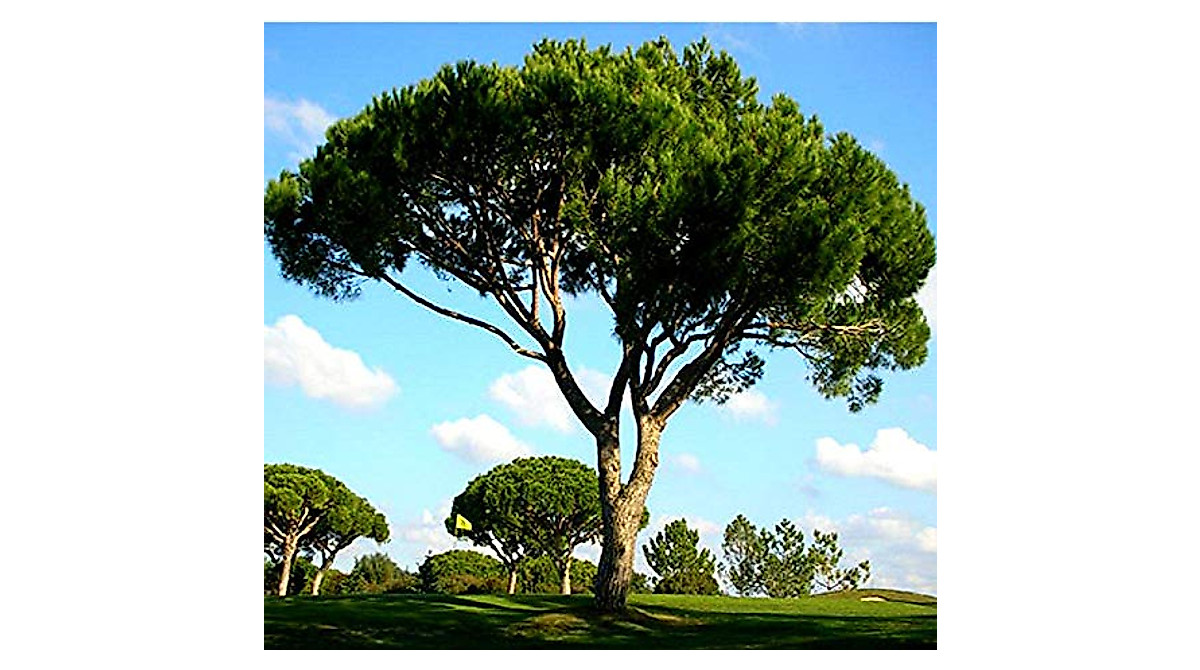 Italian Stone Pine Seeds - Perfect for Bonsai & Landscaping