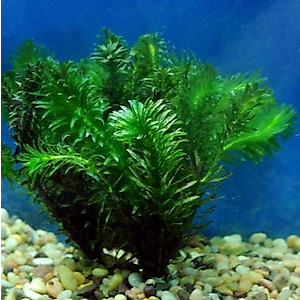 Anacharis Elodea Densa Egeria One Bunch Live Aquarium Plants