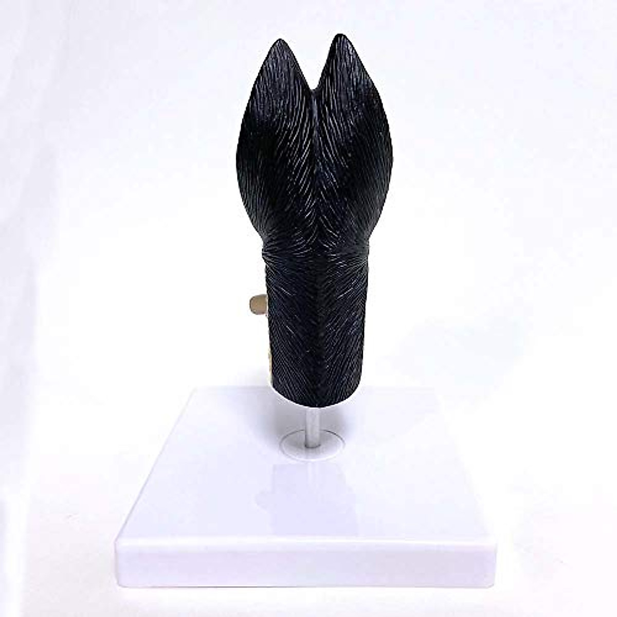 Canine Ear Model 2 Sided Showing Infected Ear one Side and Normal Ear The Other