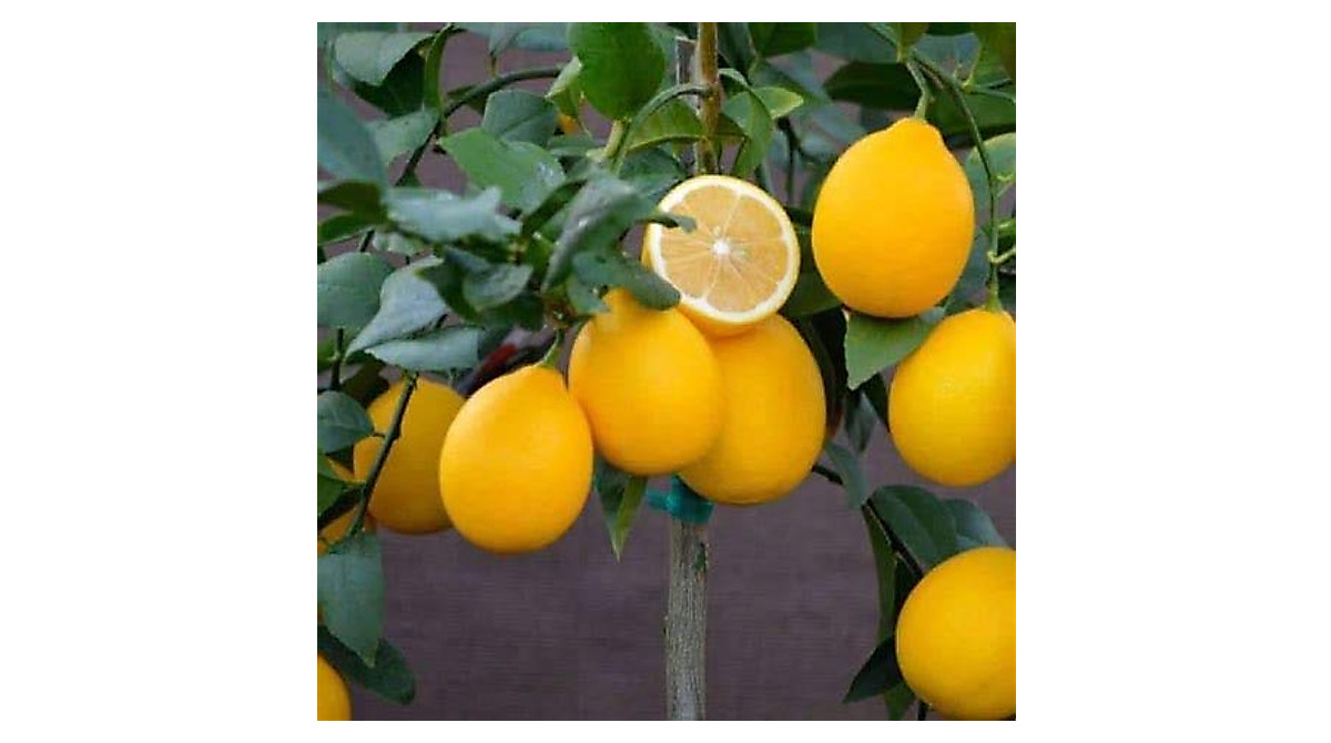 Grow Your Own Dwarf Meyer Lemon Trees with 35 Luake Seeds