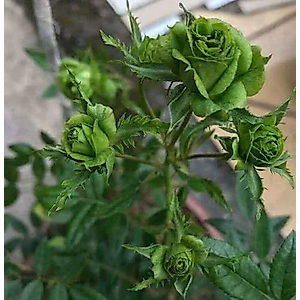 CHUXAY GARDEN Green Rose Seeds 100 Seeds Rare Green Lovely Flower Shrub Flowering Plant Fragrant Gardening Gifts Grows in Garden and pots