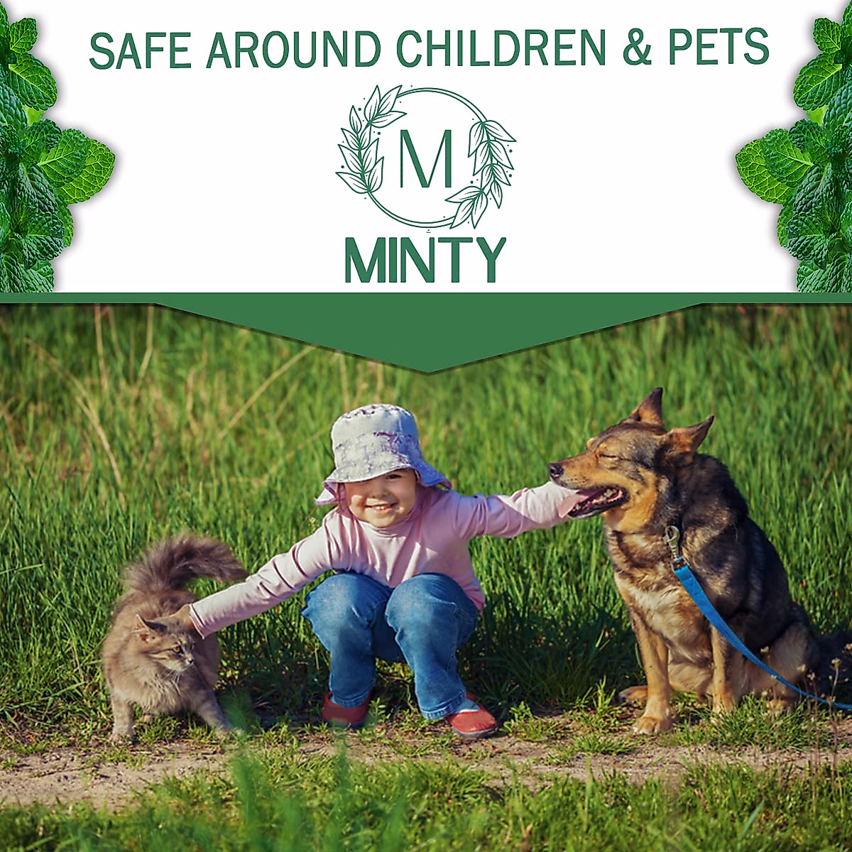 Minty Spider Repellent, Natural 5% Peppermint Oil Spray, Kills & Deters All Types of Spiders and Insects, Indoor and Outdoor Use, 128 fl oz Gallon