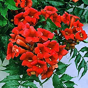 QAUZUY GARDEN- 20 Dark Red Hummingbird Trumpet Vine Seeds Hardy Striking Vine Plant for Garden and Outdoor Hummingbirds Love It