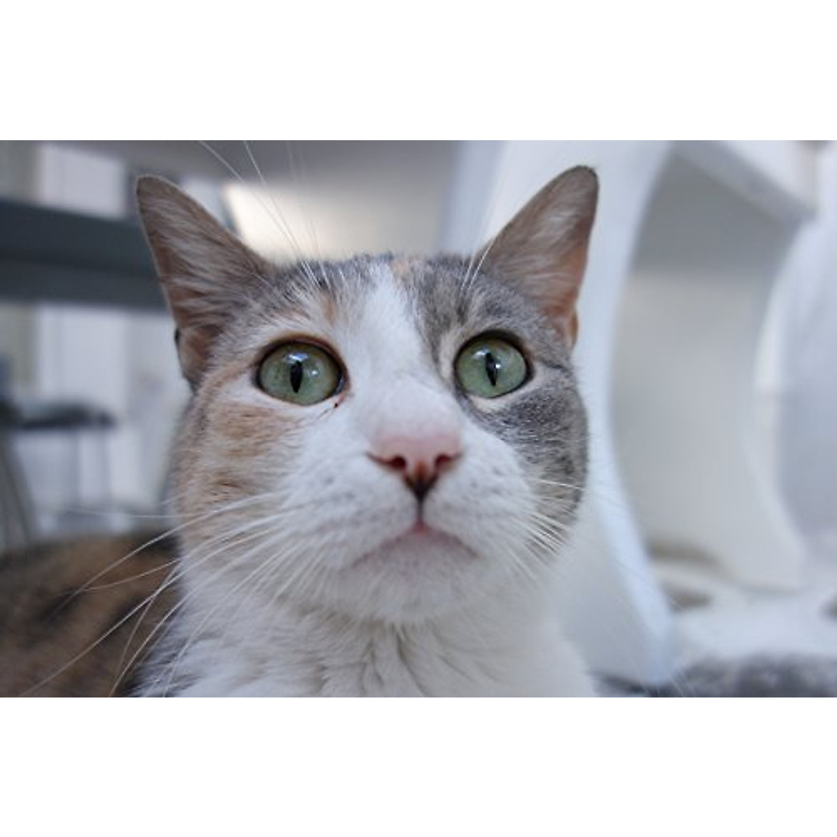 Sony Cyber-shot Rx100 with 3.6x Zoom - International Version (No Warranty)