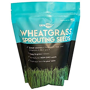 Wheatgrass Seeds | Non GMO | Grown in USA Wheat Grass Seeds | from Our Farm to Your Table (1 Pound)