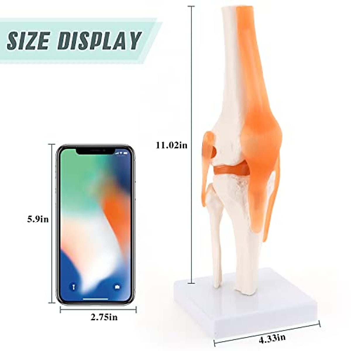 RONTEN Anatomical Knee Model, Flexible 1:1 Scientific Life Size Human Knee Model with Ligament, Teaching Tool for for Doctors Office Educational Anatomy Tool