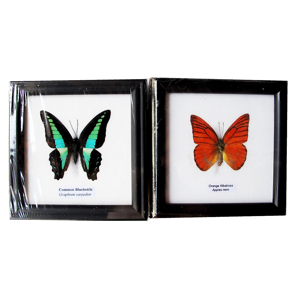 2 FRAMED COMMON BLUEBOTTLE AND ORANGE ALBATROSS BUTTERFLY DISPLAY INSECT TAXIDERMY 5"X5"X1"
