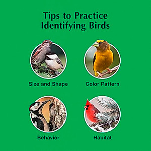 C&S Wild Bird Bluebird Suet Nuggets Mega Box, 8 Pounds