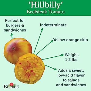 Burpee 'Hillbilly' Heirloom | Yellow Slicing Tomato | 30 Seeds