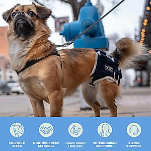 Balto Life Hip Dysplasia Brace – Dog Hip Support Harness – Hind End Adjustable Compression Brace - Distribute Weight Evenly Helps Prevent New Injuries – Rear Support Aide (Medium)