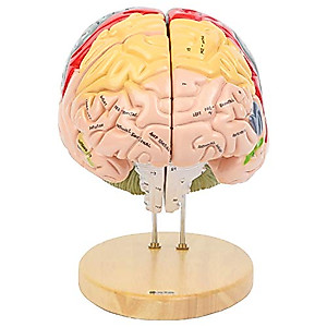 Axis Scientific 1.5X Life-Size 4-Part Brain Numbered Anatomical Model, Includes Display Base, Study Booklet,