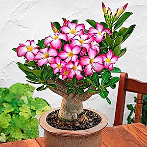 Desert Rose Seeds to Grow | 10 Pack | Highly Prized Multicolored Flowering Bonsai | Adenium Obesum,10 Seeds to Grow