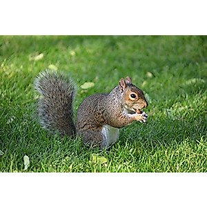 Wakefield Virginia Peanuts Bulk 45LB Bag Shelled Animal Peanuts for Squirrels, Birds, Deer, Pigs and a Wide Variety of Wildlife, Raw Peanuts/Bulk Nuts/Blue Jays/Cardinals/Woodpeckers