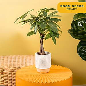 Costa Farms Money Tree, Easy Care Live Indoor Plant In Premium Ceramic Planter, Unique Gift for Birthdays, Prosperity, Good Luck, Excellent Room Décor And Dorm Decor, 16-Inches Tall