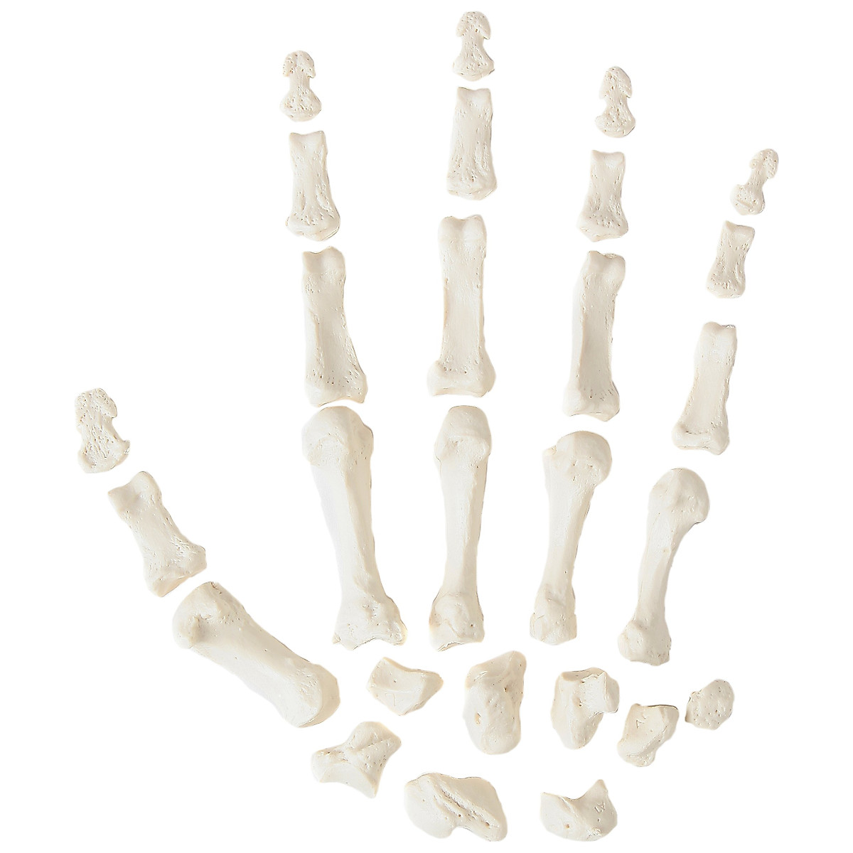 Axis Scientific Complete Disarticulated Human Skeleton Bundle, Includes 3 Part Human Skull, Life Size Bones, Articulated Hand and Foot Anatomy – Includes Detailed Product Manual