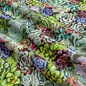 Whistler Studios One Of A Kind Succulents Multi, Fabric by the Yard
