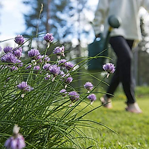 The Old Farmer's Almanac Heirloom Organic Chive Seeds - Approx 250 Seeds