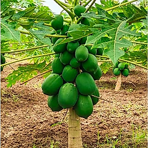 10 Dwarf Papaya Tree Seeds Sweet and Tasty and Juicy Easy to Grow Non-GMO Heirloom Organic Fruit Seeds to Plant Home Outdoor Garden