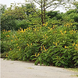 CHUXAY GARDEN 35 Seeds Senna Alata,Emperor's Candlesticks,Candle Bush,Candelabra Bush, Christmas Candles,Empress Candle Plant, Ringworm Shrub,Candletree Yellow Orange Small Shurb
