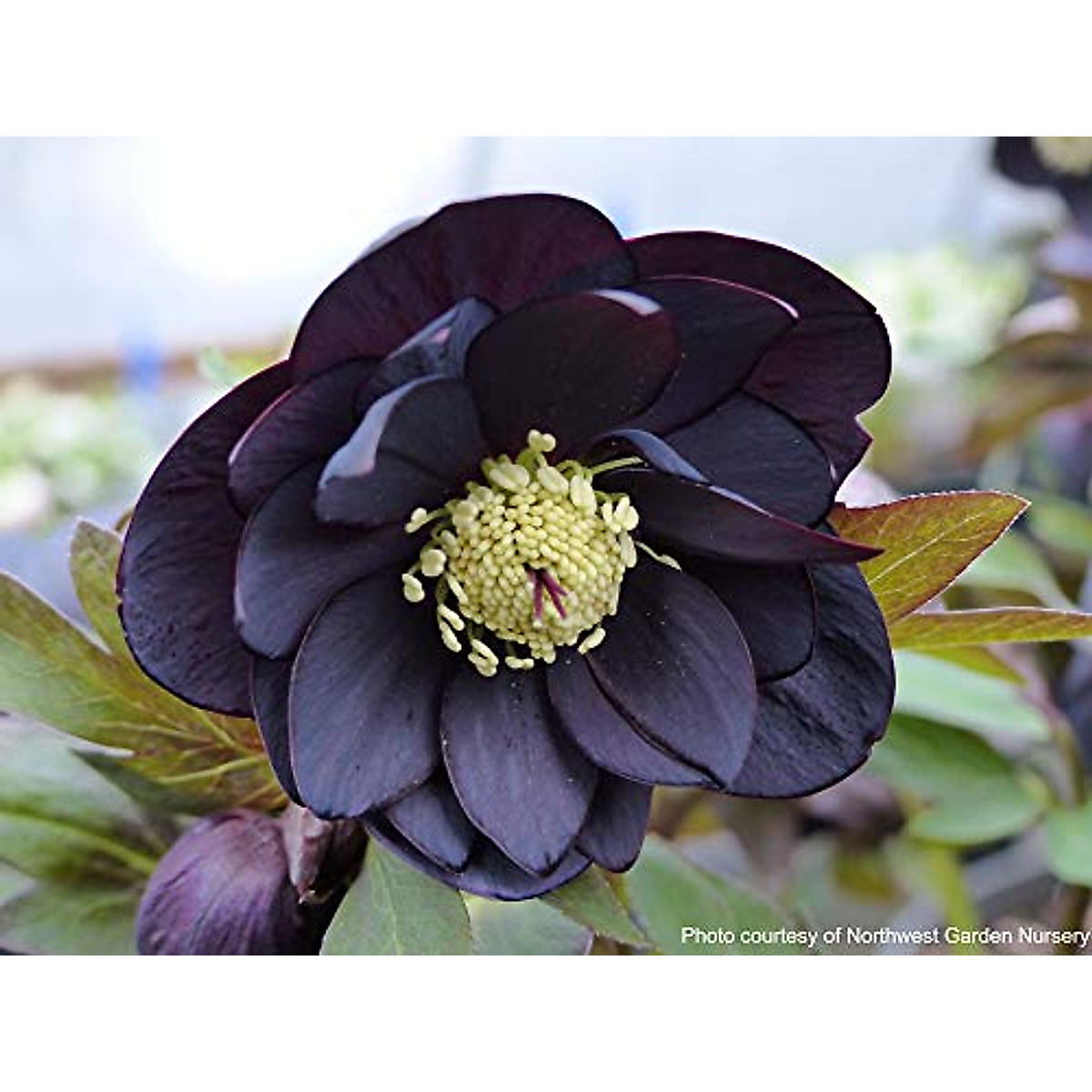 Perennial Farm Marketplace Helleborus x W.J. 'Onyx Odyssey' (Lenten Rose) Perennial, 1 Quart, Near Black Flowers