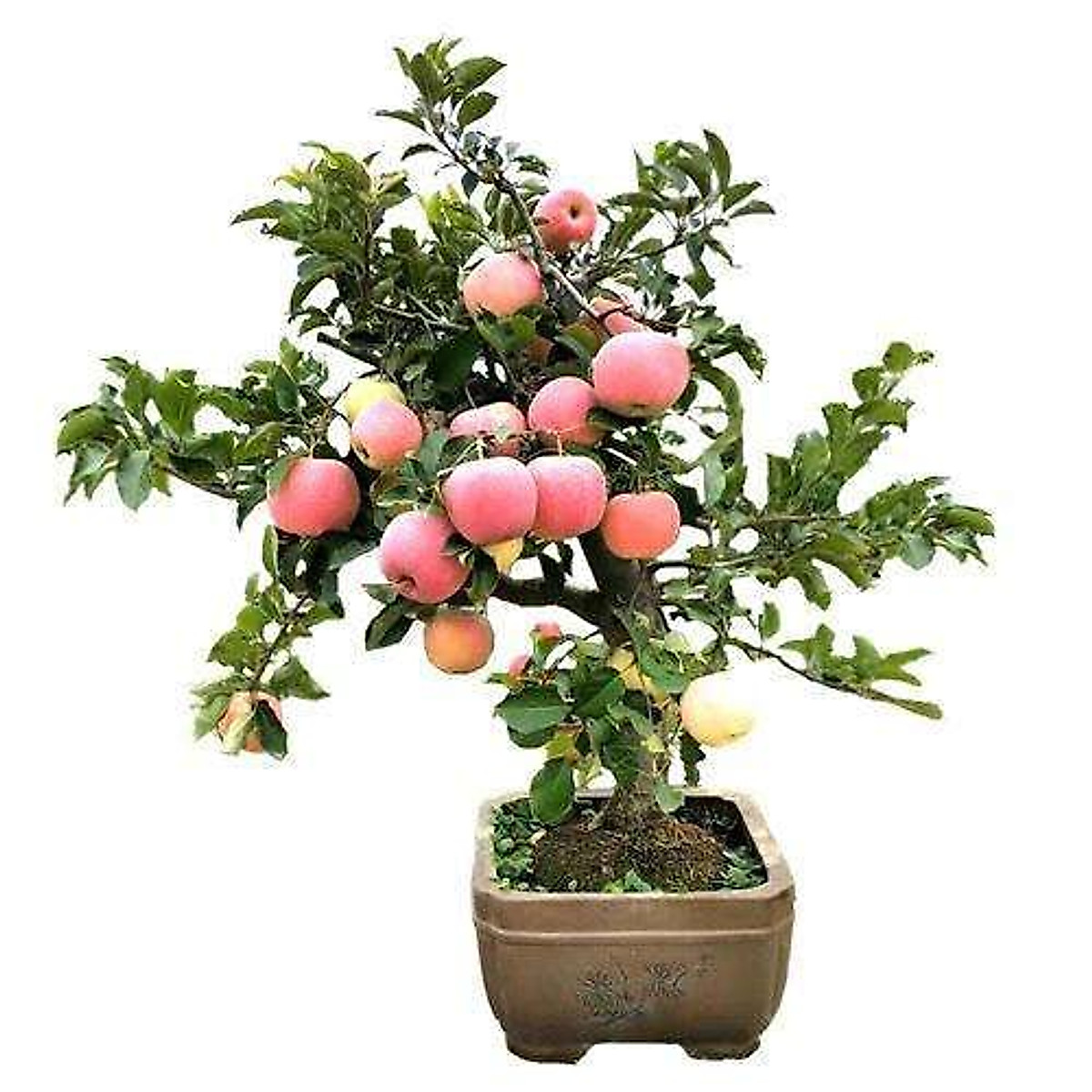 Dwarf Bonsai Apple Tree Seeds - 50 Seeds - Grow Exotic Indoor Fruit Bonsai