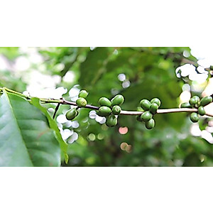 Seeds4planting - Seeds Arabian Coffee Tree Dwarf Plant Mountain Perennial Flowers