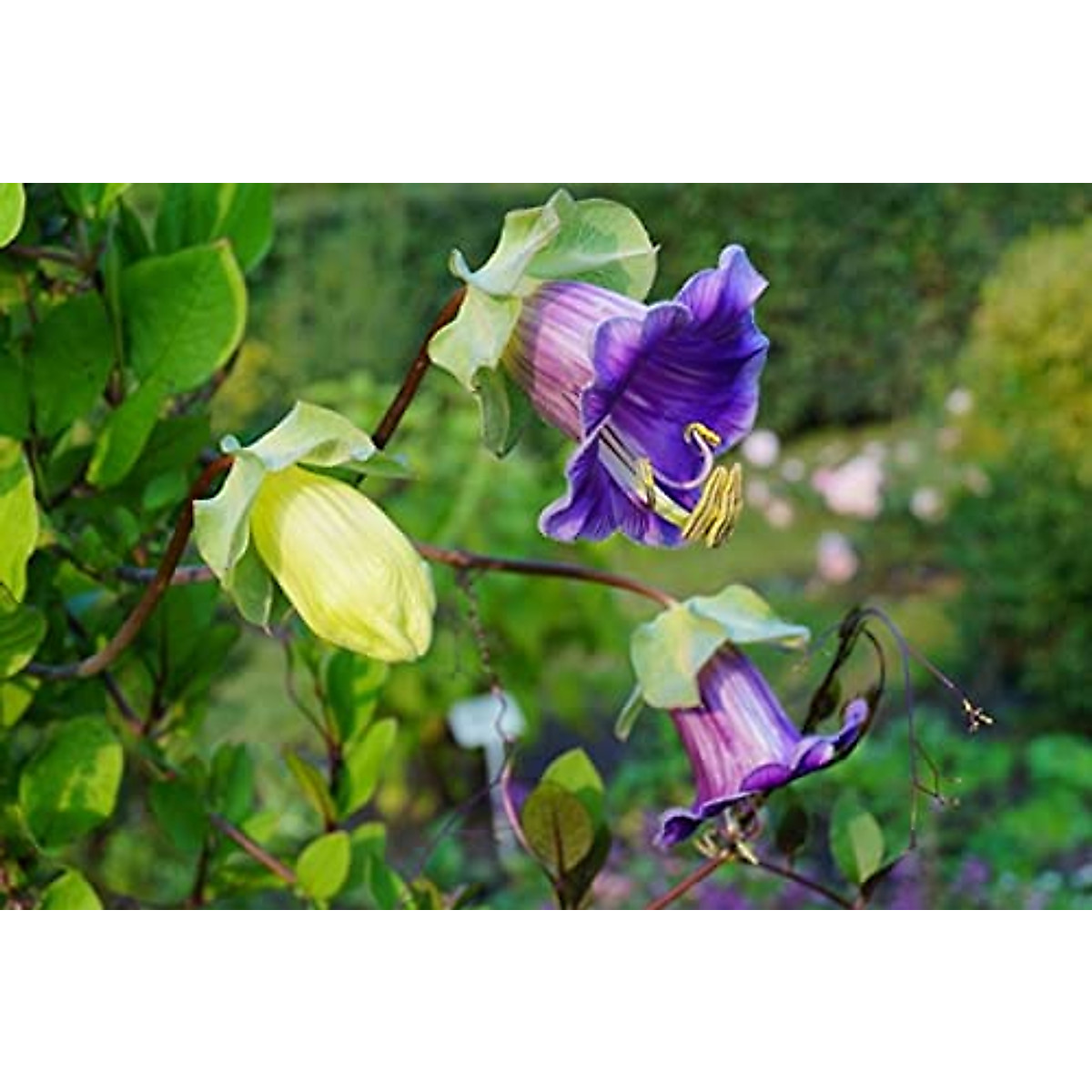 Seeds Cathedral Bellx Mix Cup and Saucer Vine (Cobea) Flowers Beautiful Hanging Annual Garden for Planting Non GMO