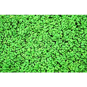 Southern Giant Mustard Seeds - 4 Oz. Resealable Bag - Use for Indoor Gardening, Growing Microgreens & More | Micro Greens Salad Garden Seeds
