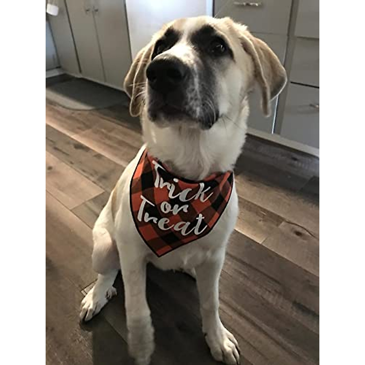 Halloween Dog Bandana -Orange Plaid Pet Scarf