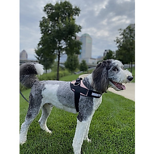 ShawnCo Essential Dog Harness, No-Pull Pet Vest with 3 Leash Clips, No Choke, Reflective, Adjustable and Padded, for Easy Walking and Training for Small, Medium and Large Dogs (Rose Gold, L)